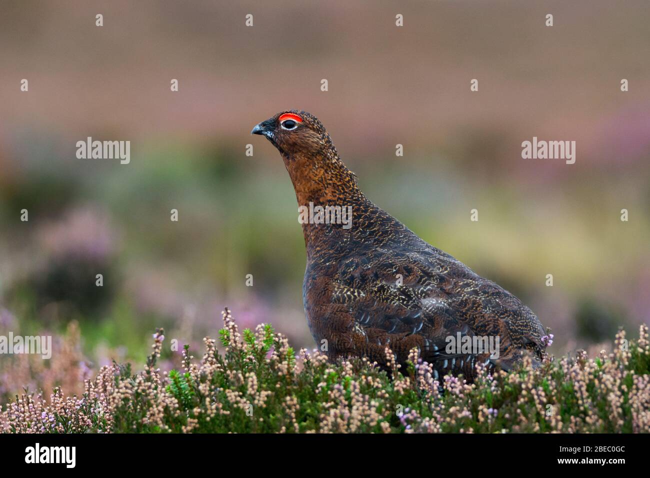 Grouse moors hi-res stock photography and images - Alamy
