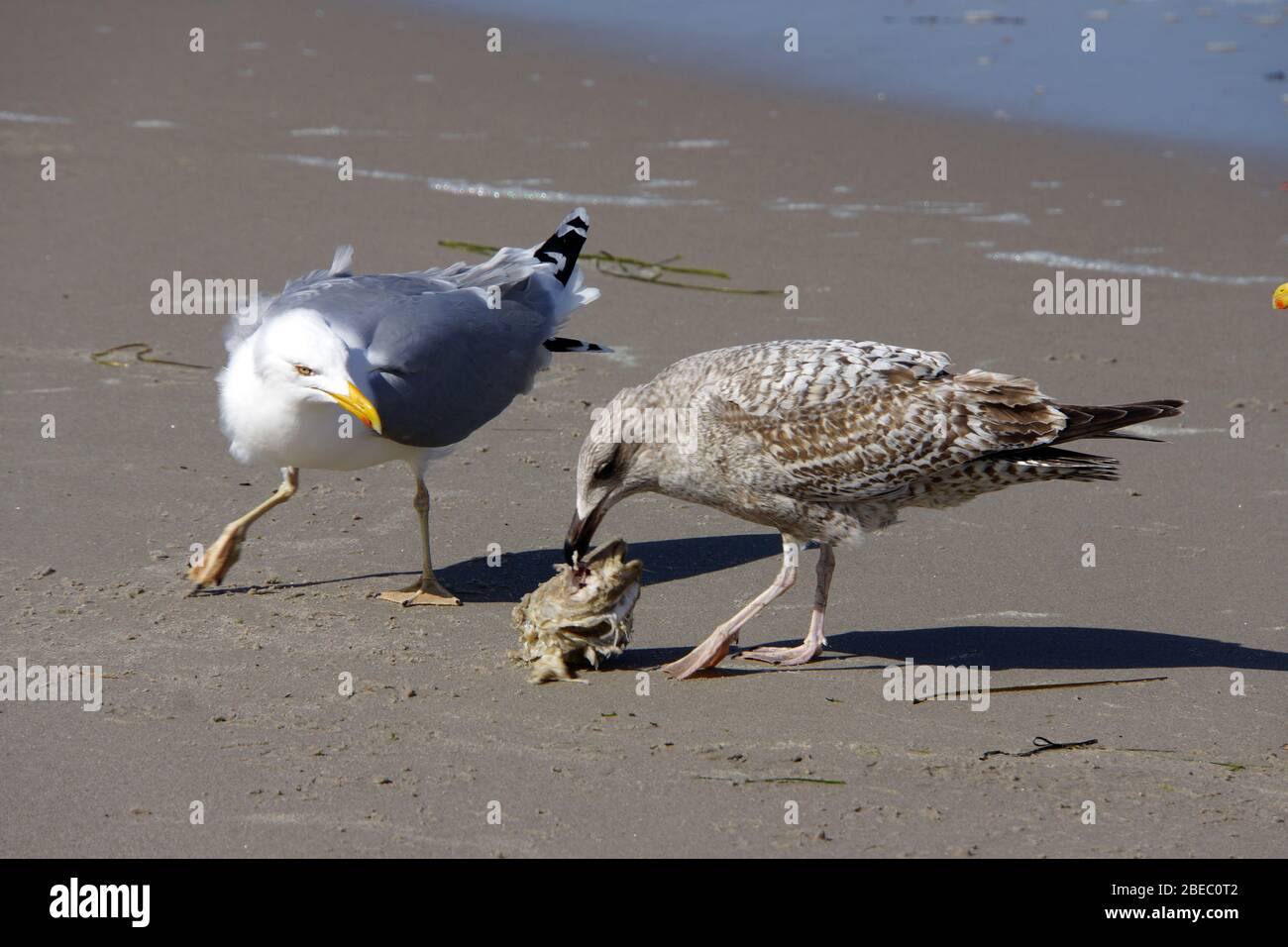 Gulls eating a fish head on the beach / Möwen fressen am Strand einen ...