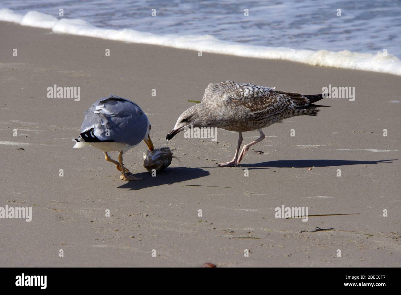 Möwen fressen am Strand an einem Fischkopf, Ostseebad Kühlungsborn ...