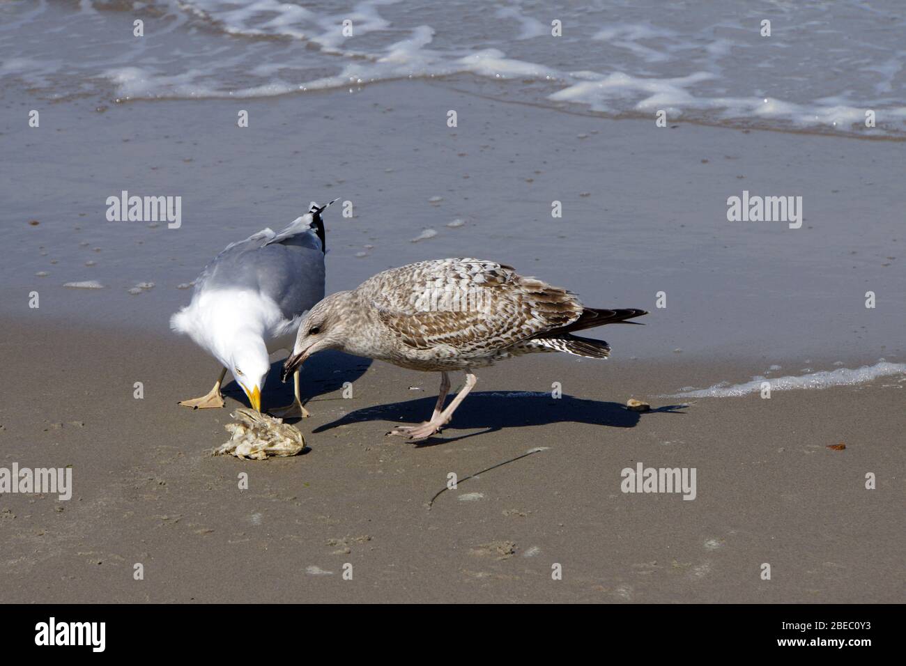 Möwen fressen am Strand an einem Fischkopf, Ostseebad Kühlungsborn ...