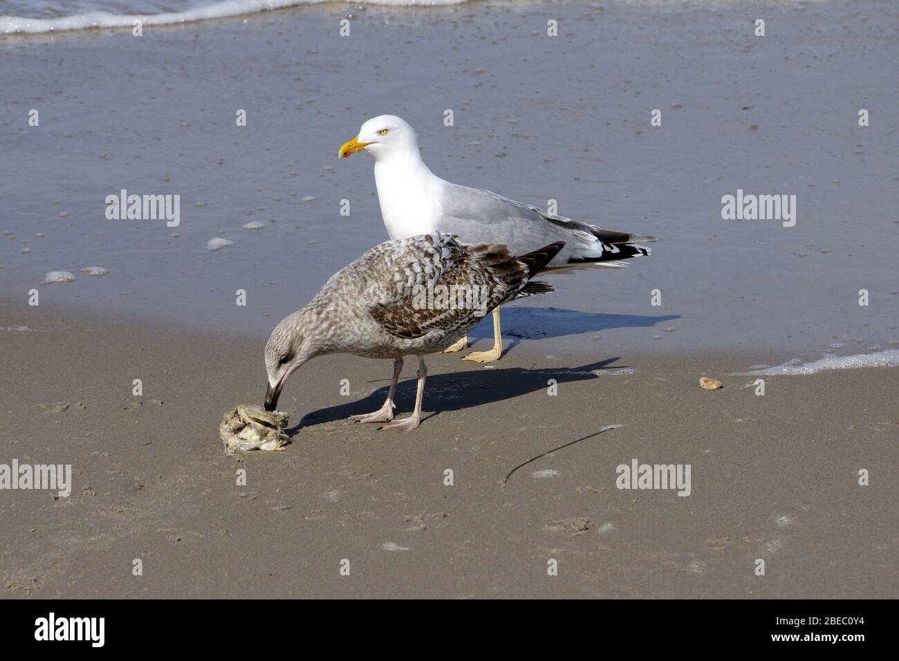 Möwen fressen am Strand an einem Fischkopf, Ostseebad Kühlungsborn ...