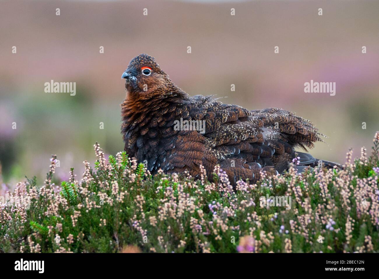 Grouse moors hi-res stock photography and images - Alamy