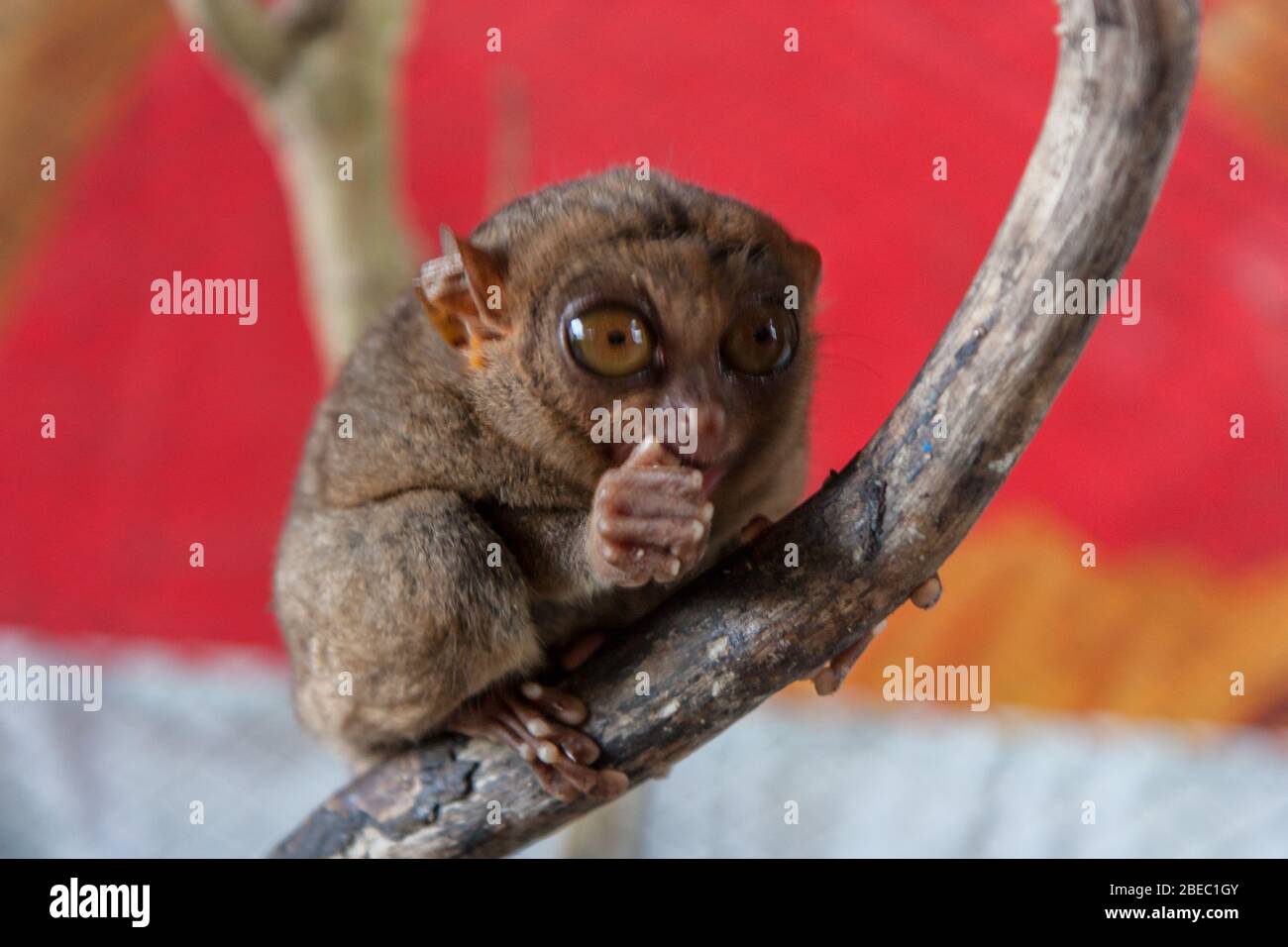 Tarsier feeding hi-res stock photography and images - Alamy