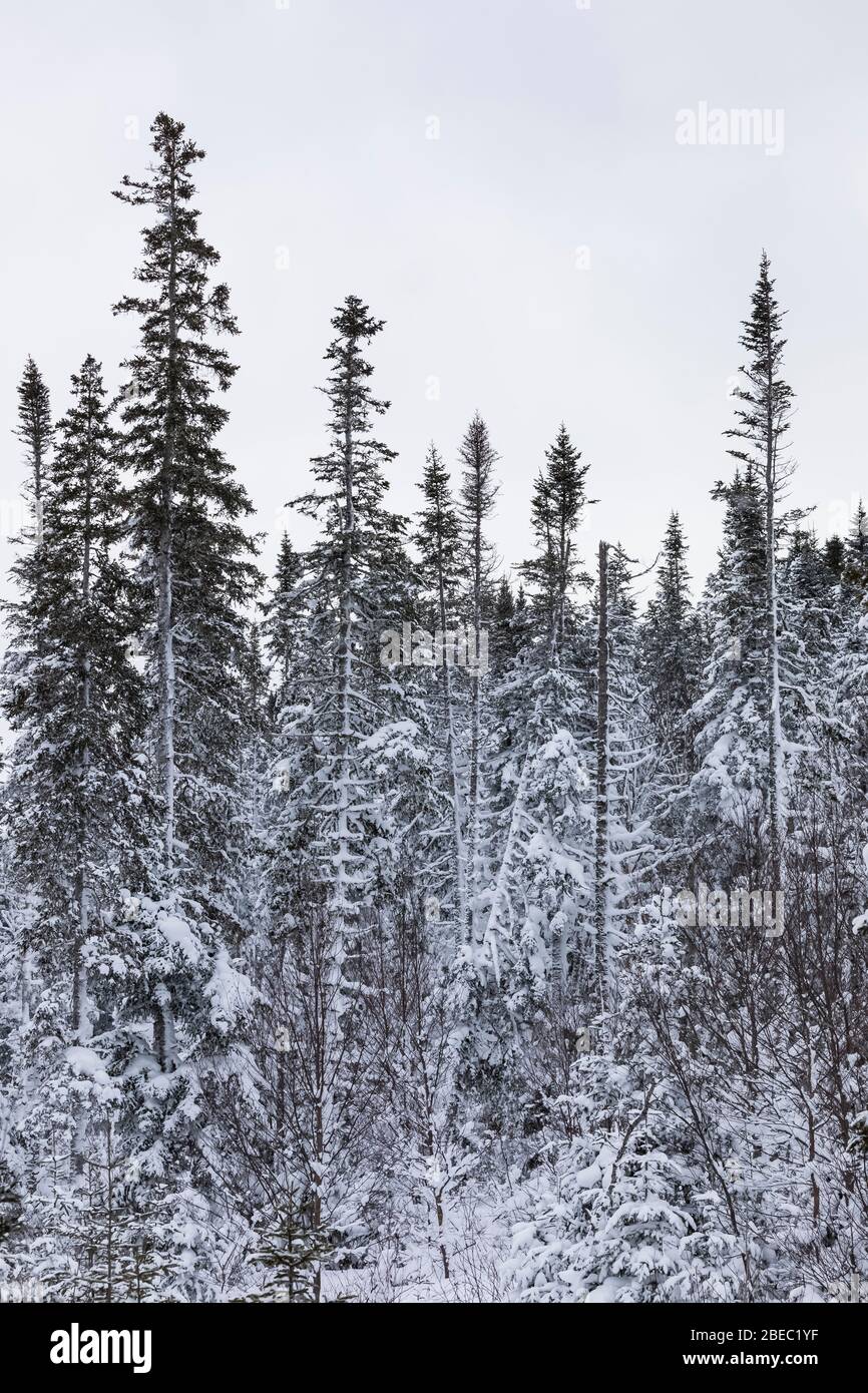 Snowy spruce-fir forest along the Burgeo Highway, Route 480, in ...