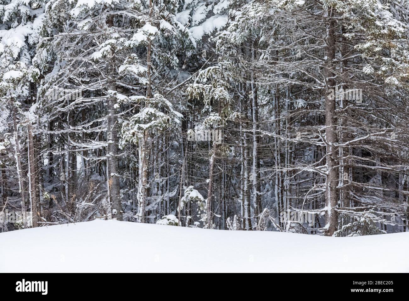 Snowy spruce-fir forest along the Burgeo Highway, Route 480, in ...