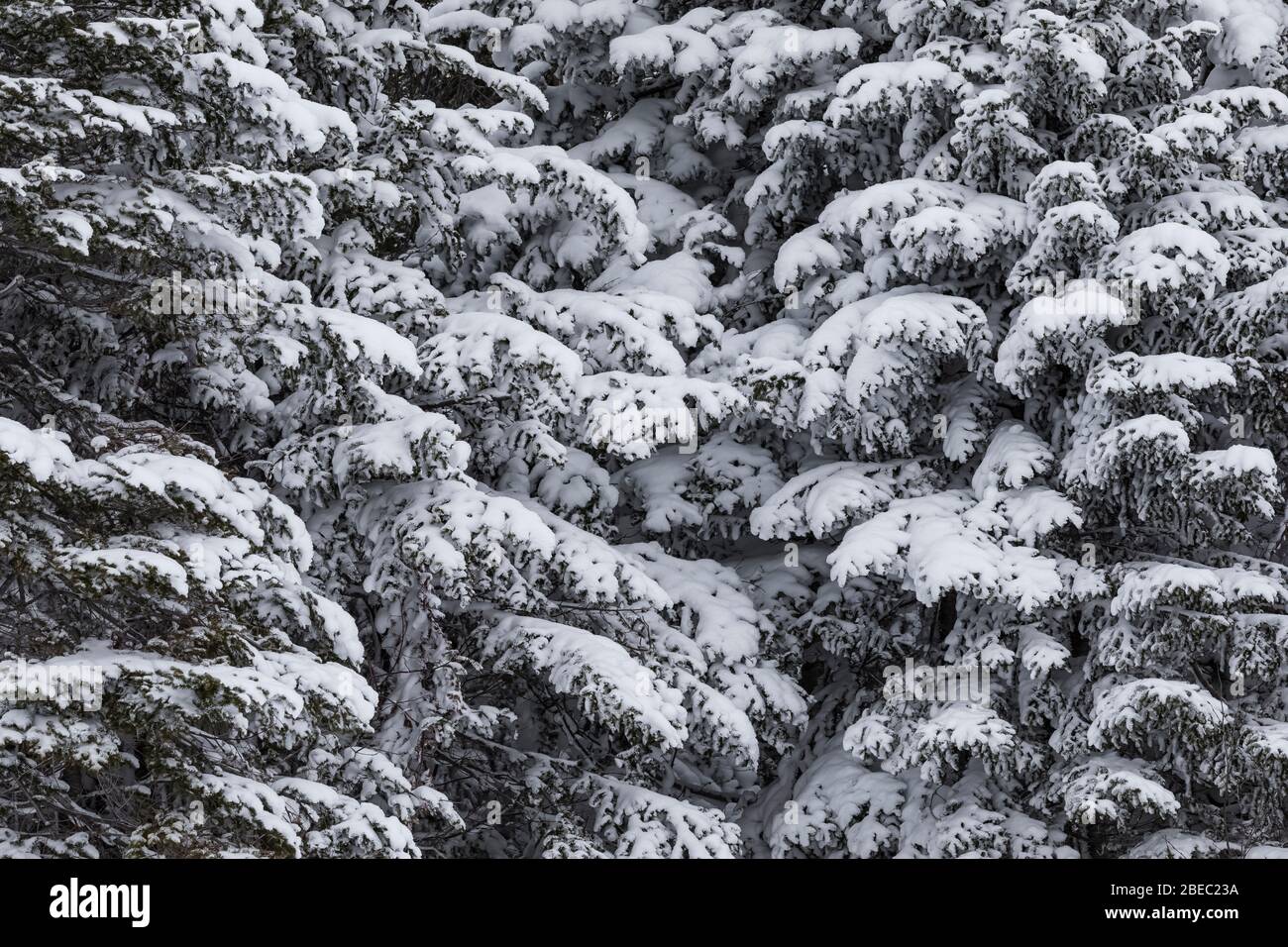 Snowy spruce-fir forest along the Burgeo Highway, Route 480, in ...