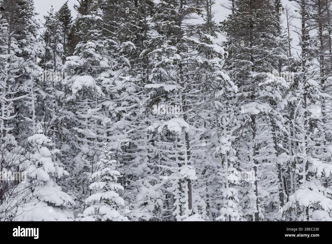 Snowy spruce-fir forest along the Burgeo Highway, Route 480, in ...