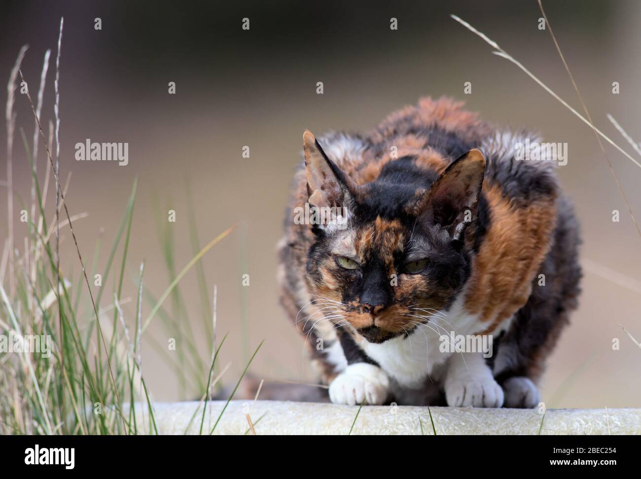 Cornish Rex Cat High Resolution Stock Photography and Images - Alamy