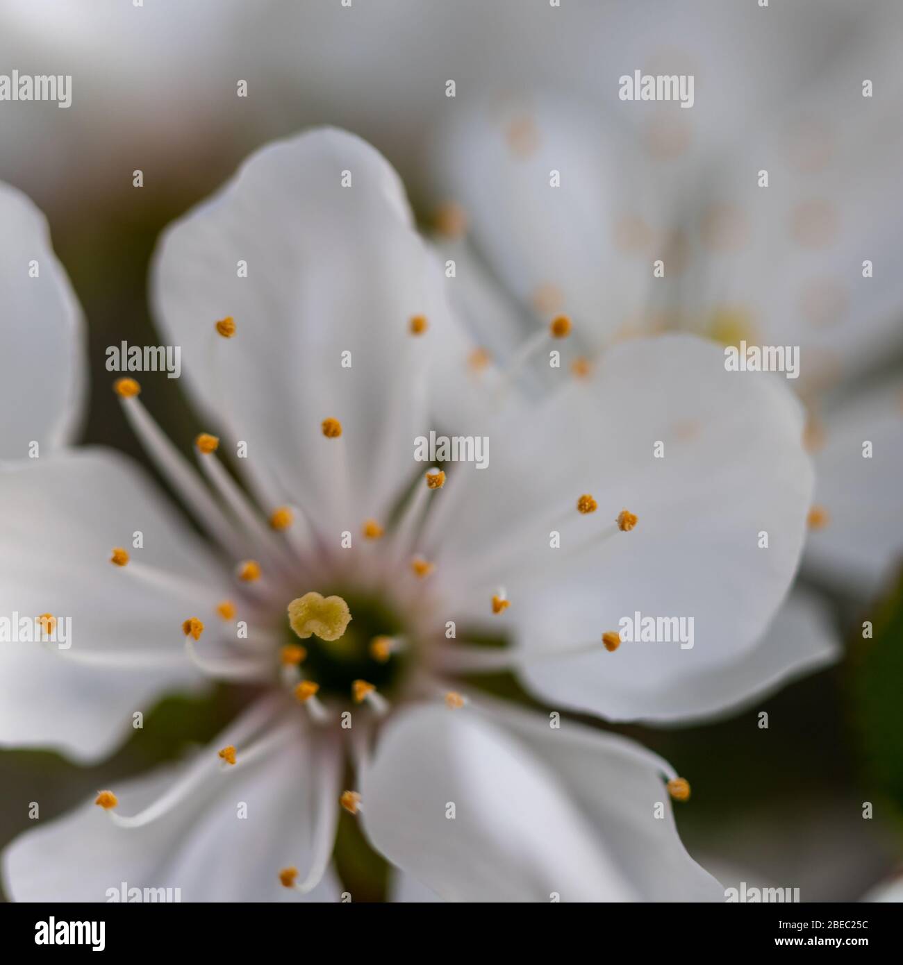 close up of a apple fruit blossom in spring with a clear view on the ...