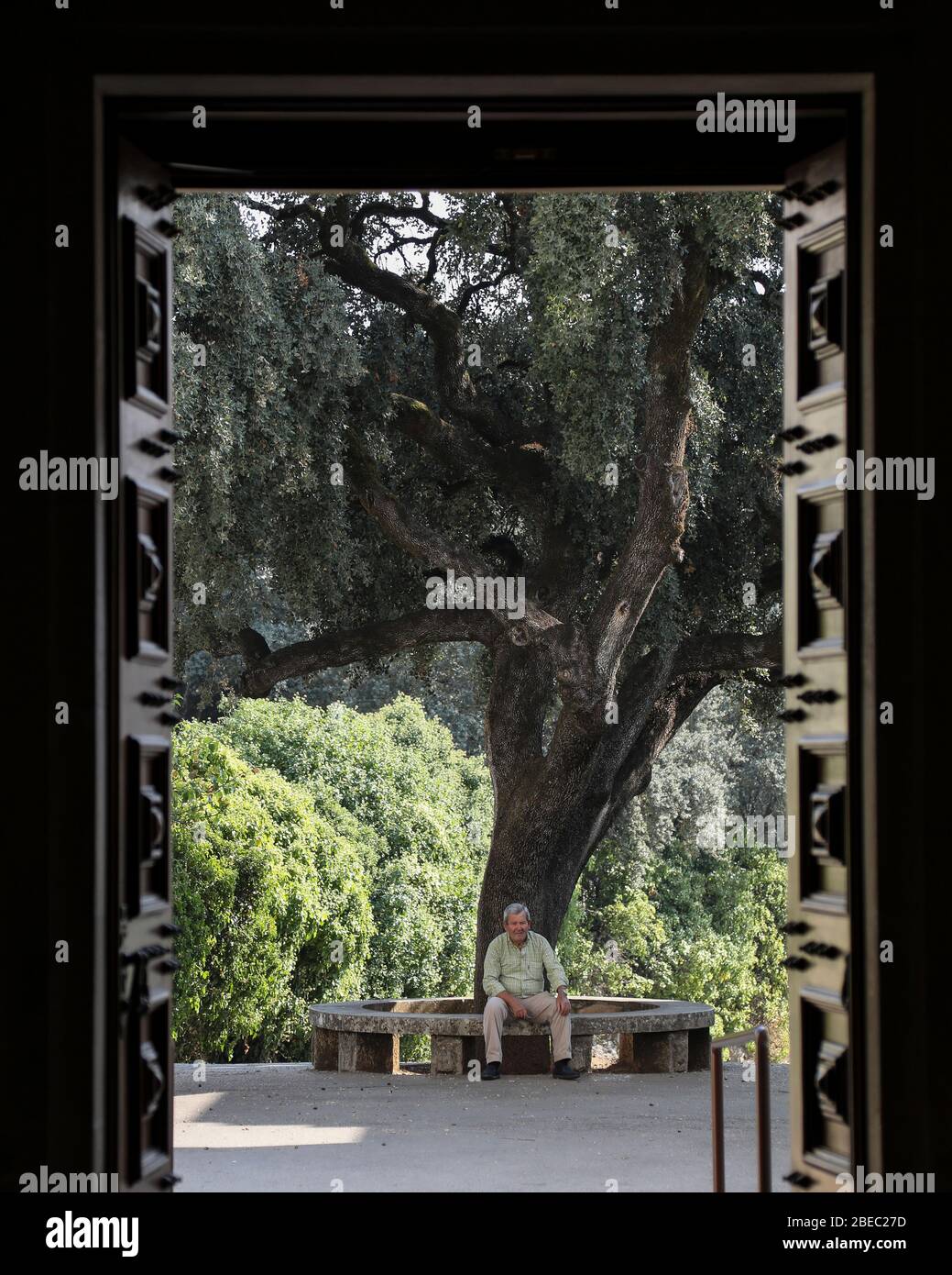 Man seen sitting underneath an Olive Tree in Fatima, a Portuguese town ...