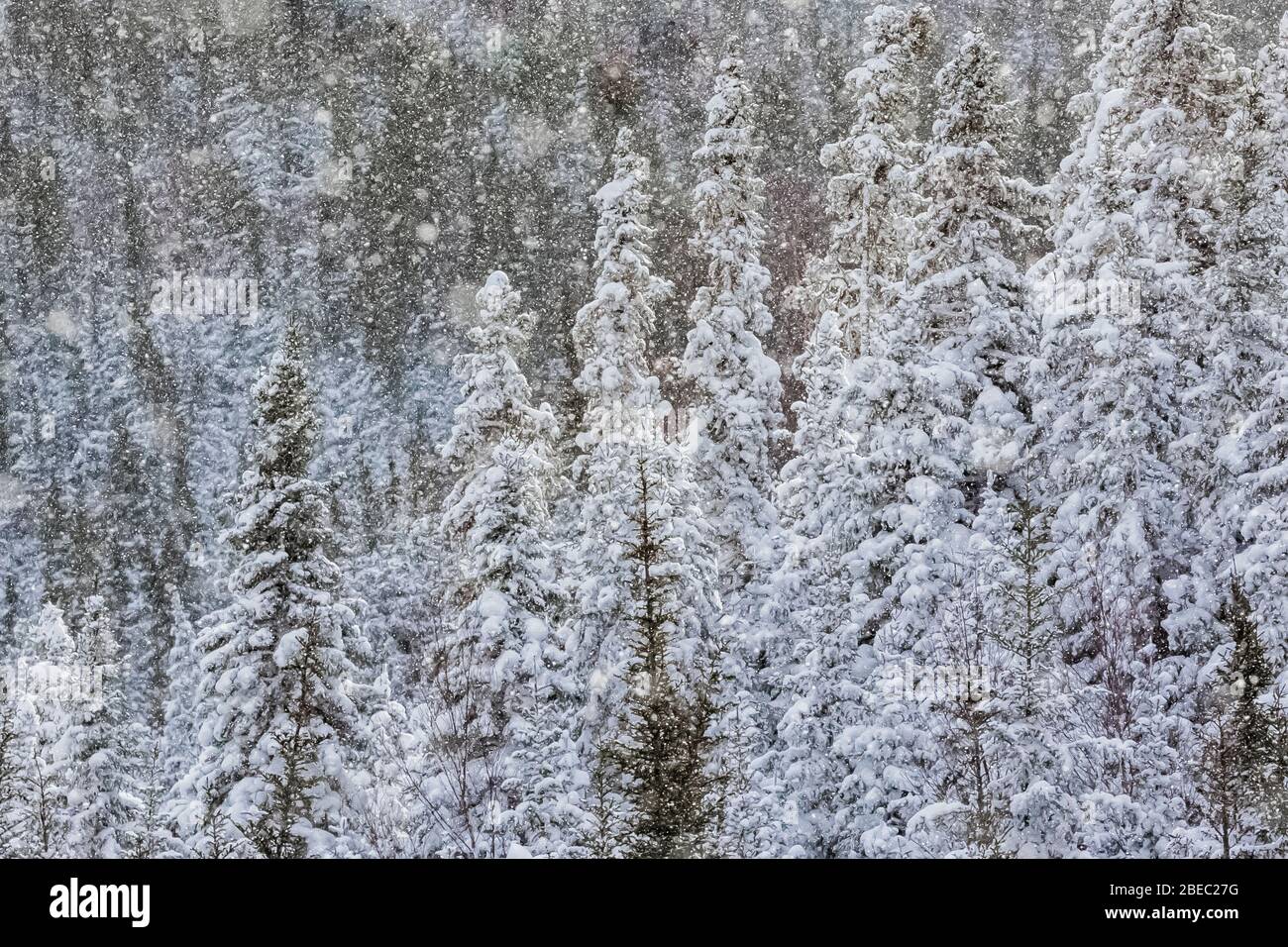 Boreal Coniferous Forest High Resolution Stock Photography and Images ...