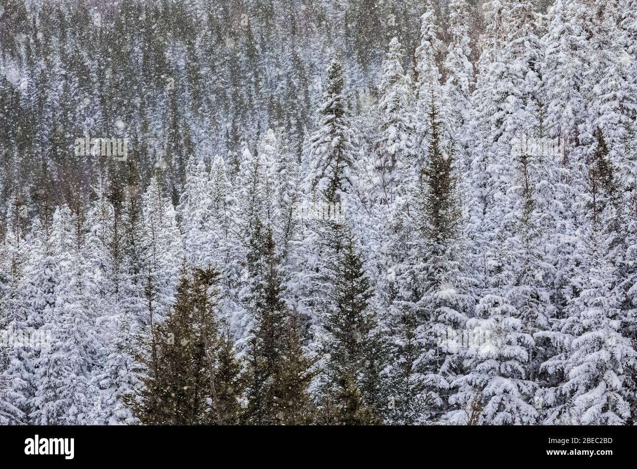 Snow falling on conifer forest along the Burgeo Highway, Route 480, in ...