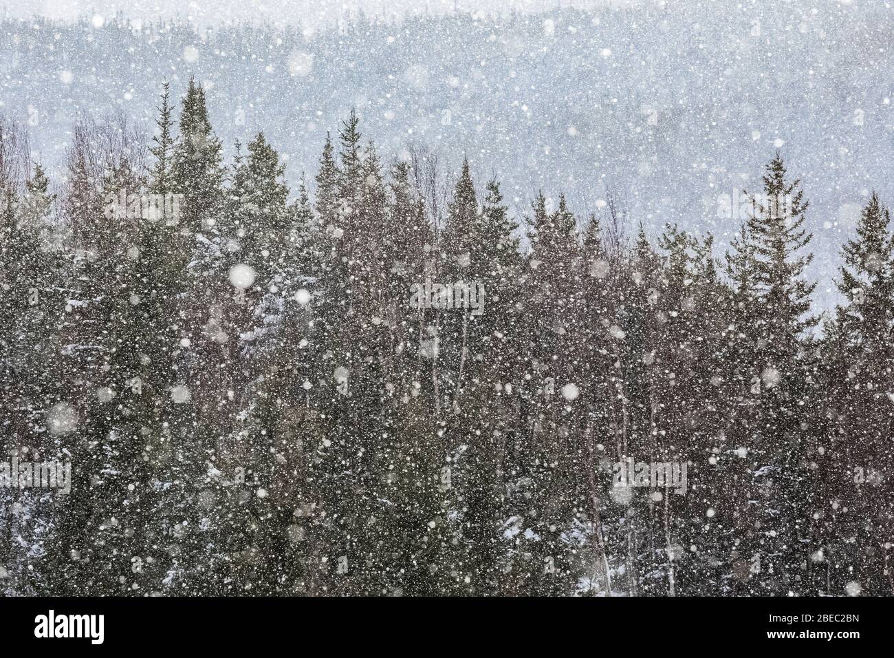 Snow falling on conifer forest along the Burgeo Highway, Route 480, in ...