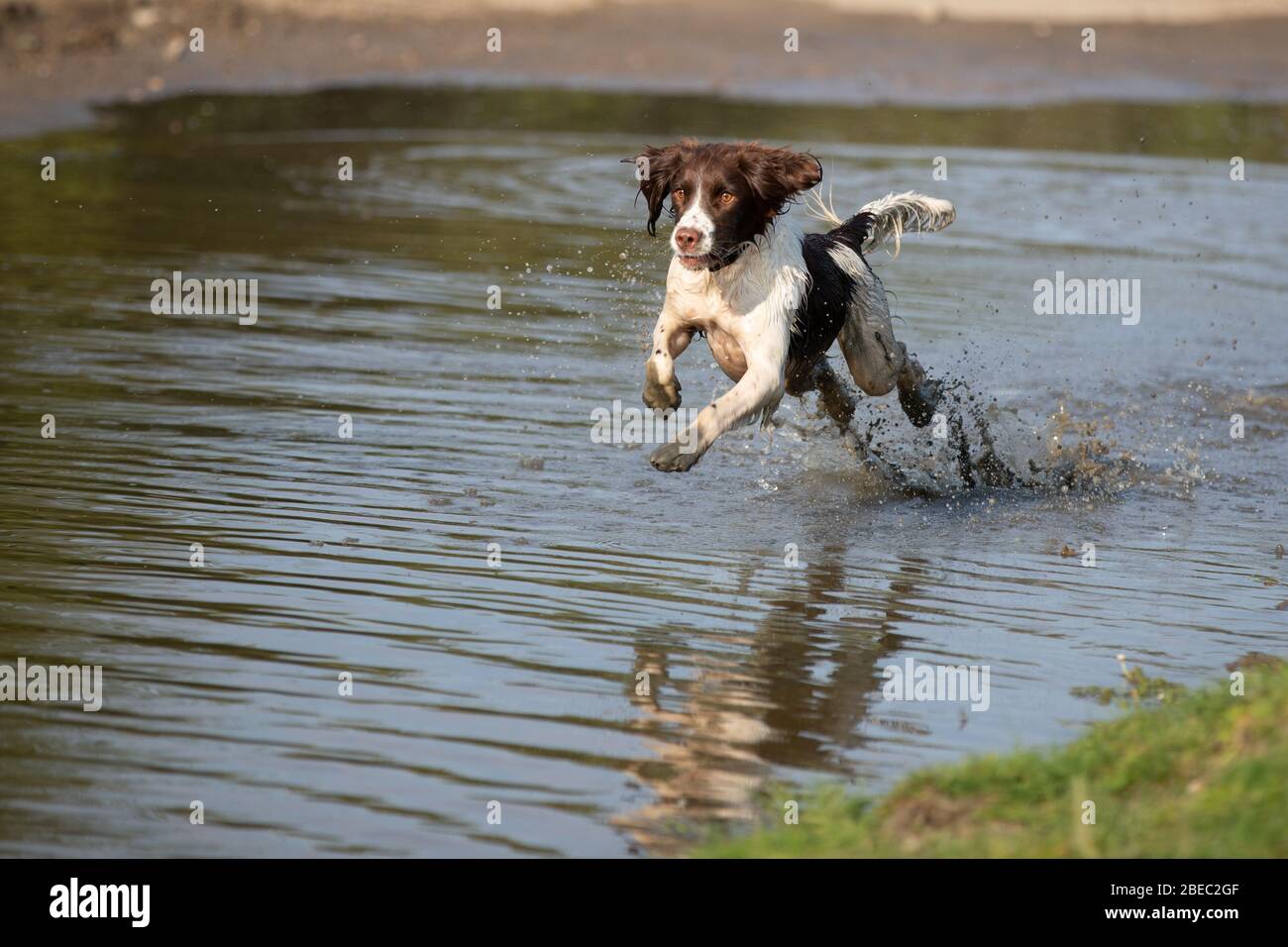 English Springer Spaniel, liver and white Stock Photo - Alamy