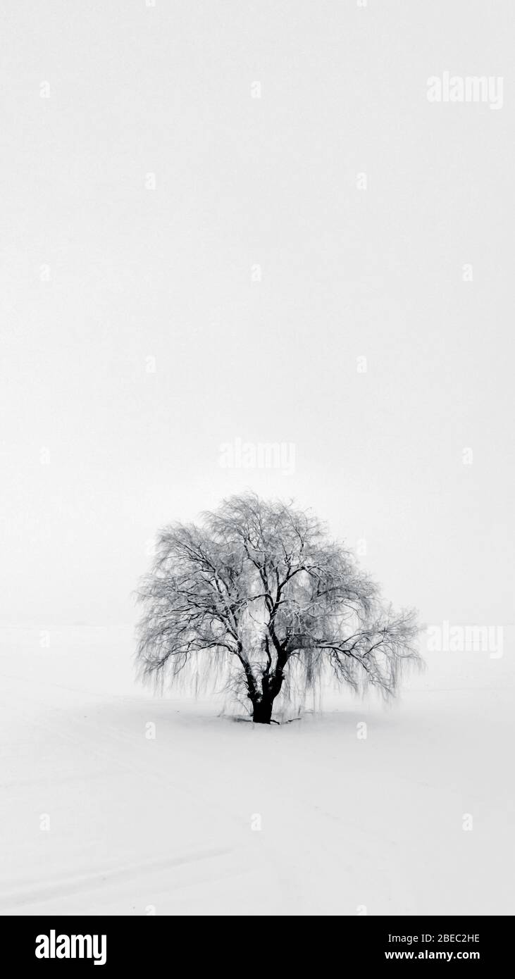 One Willow isolated tree surrounded with agricultural fields covered ...