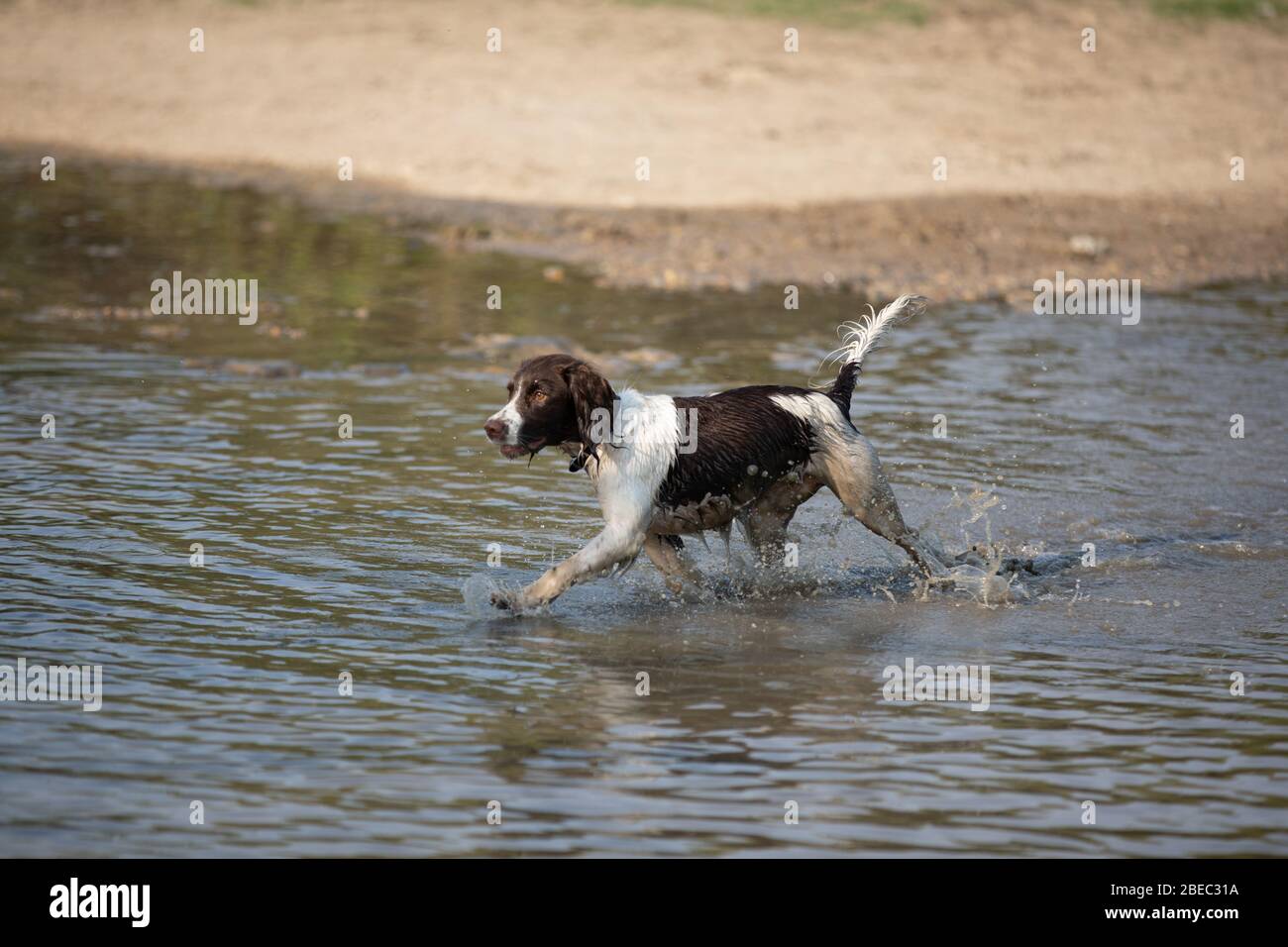 English Springer Spaniel, liver and white Stock Photo - Alamy