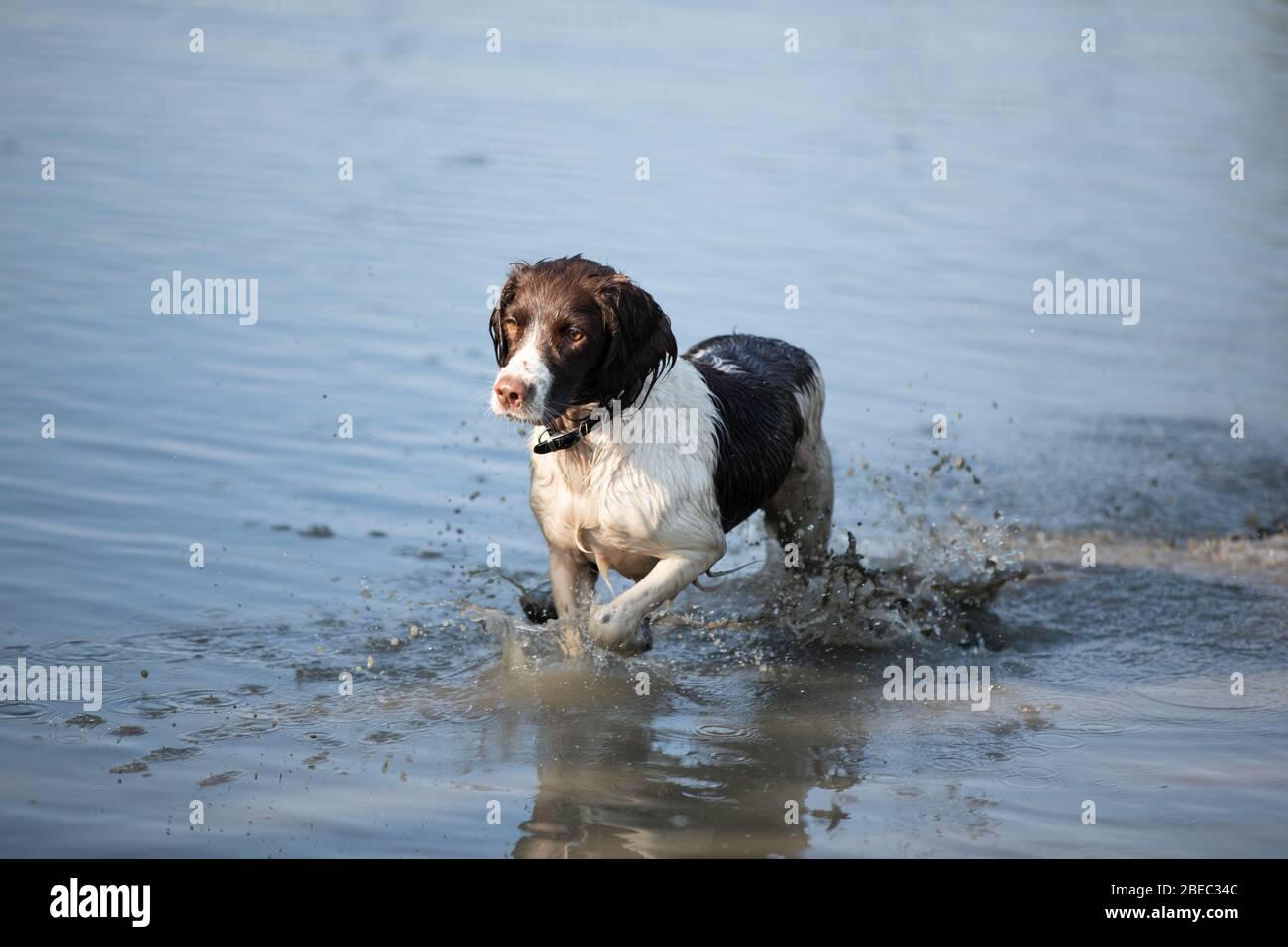 English Springer Spaniel, liver and white Stock Photo - Alamy