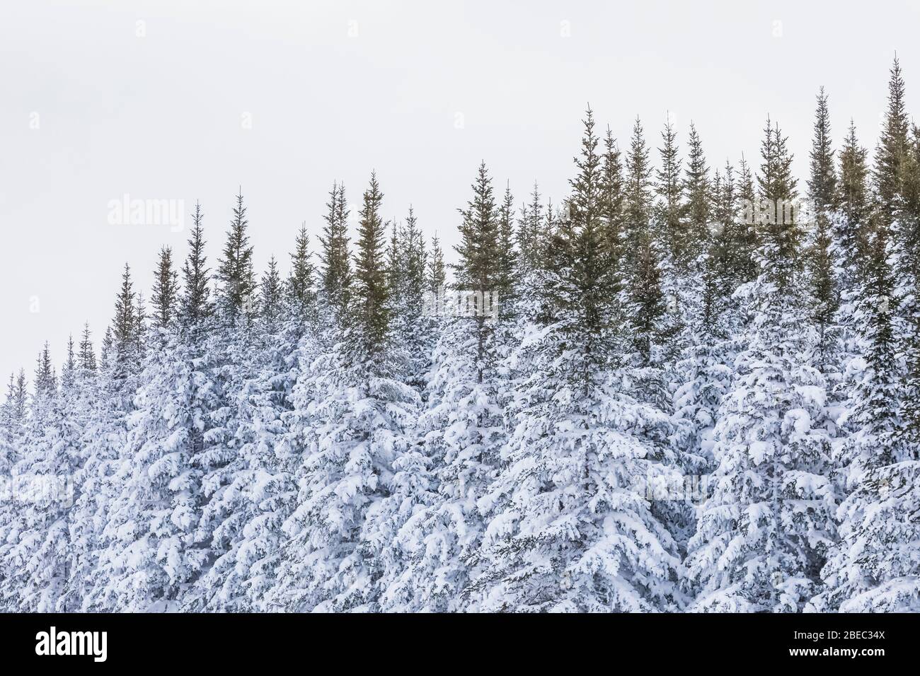 Snow-covered coniferous forest along the Burgeo Highway, Route 480, in ...