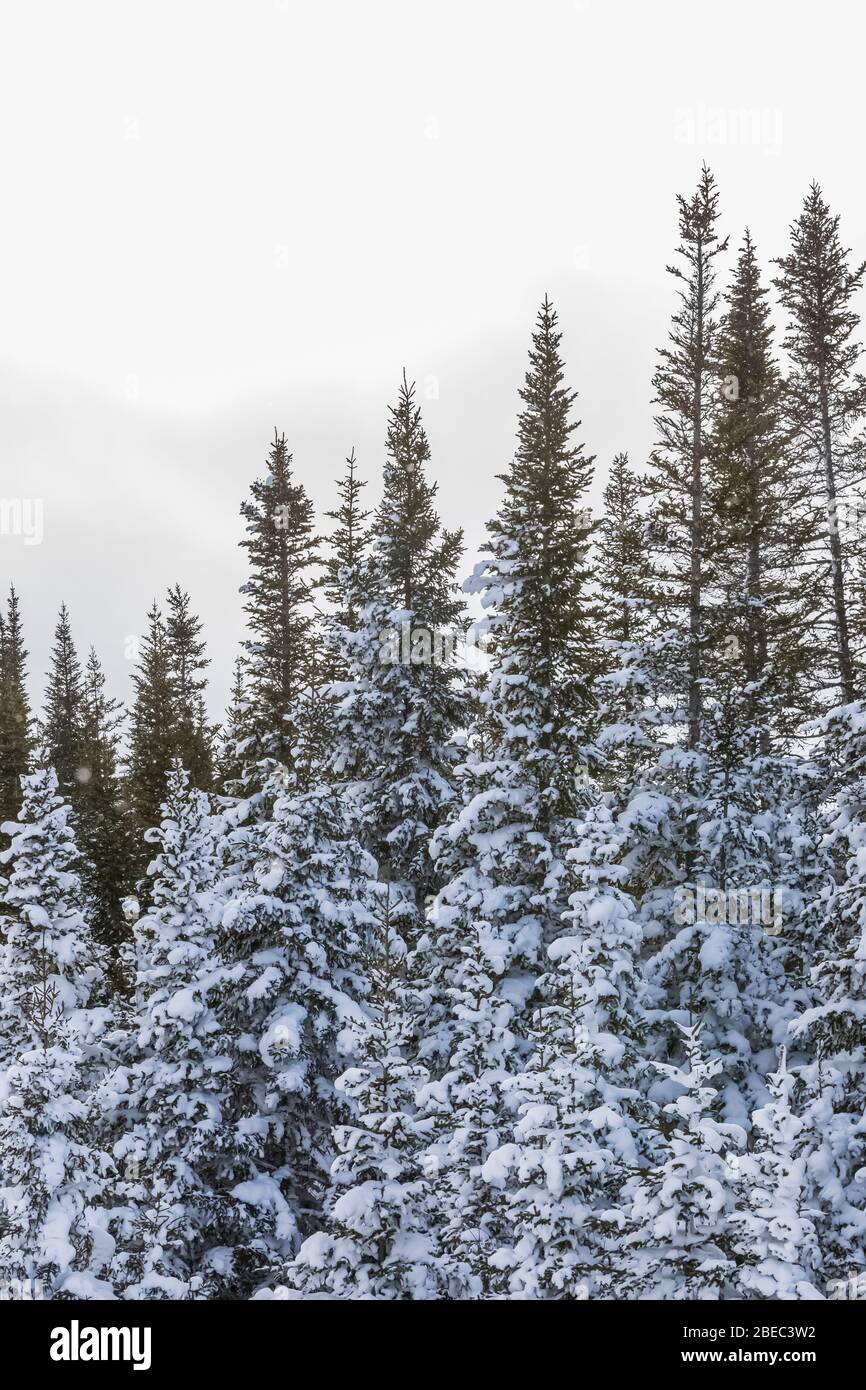 Snow-covered coniferous forest along the Burgeo Highway, Route 480, in ...