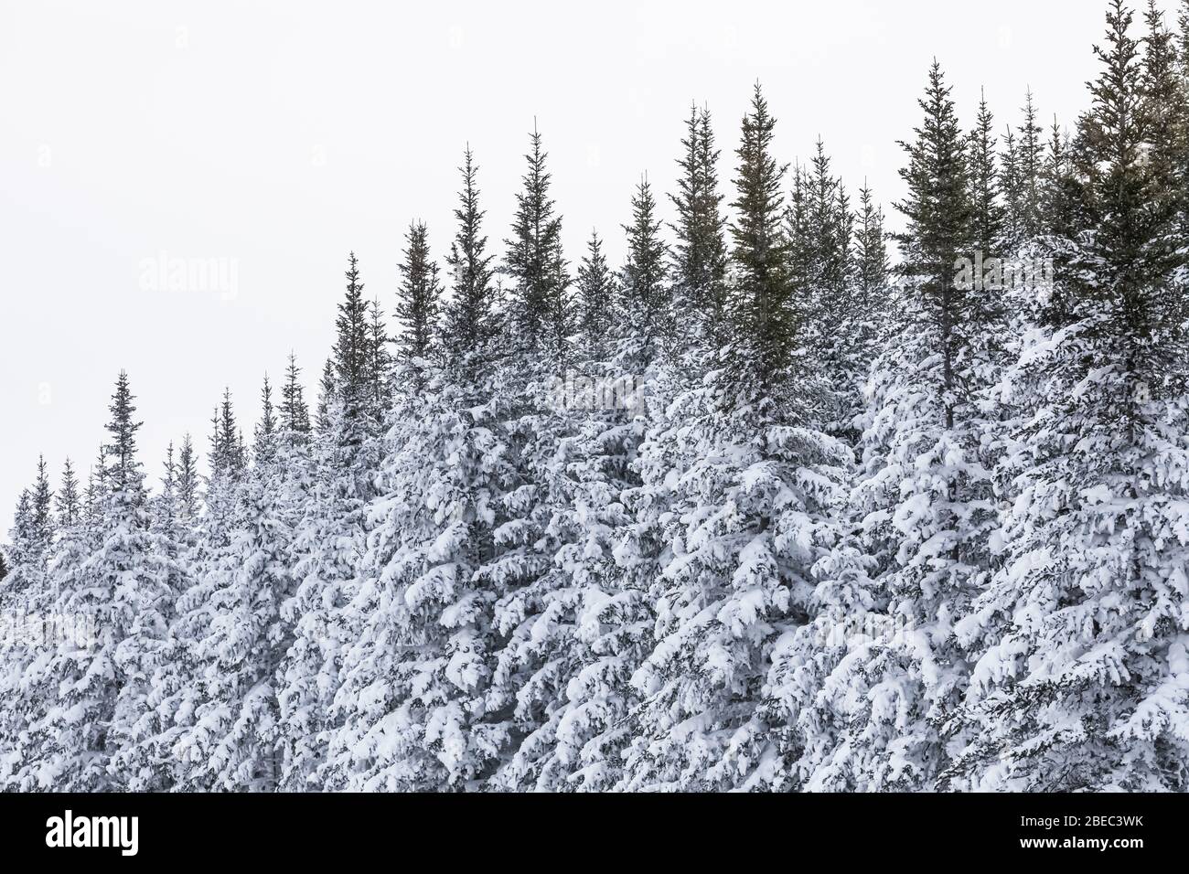 Snow-covered coniferous forest along the Burgeo Highway, Route 480, in ...