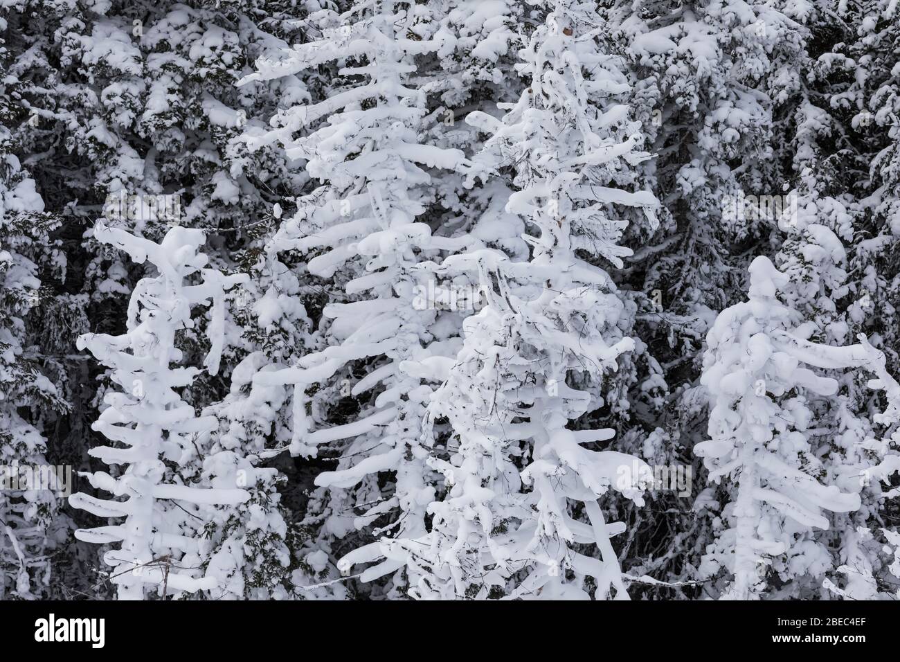Snow-covered coniferous forest along the Burgeo Highway, Route 480, in ...