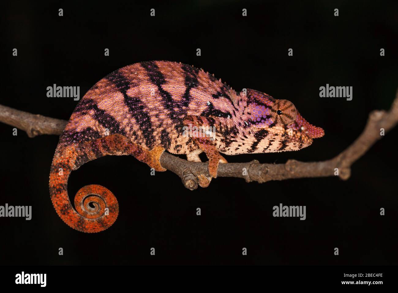 Chameleon in tree hi-res stock photography and images - Alamy