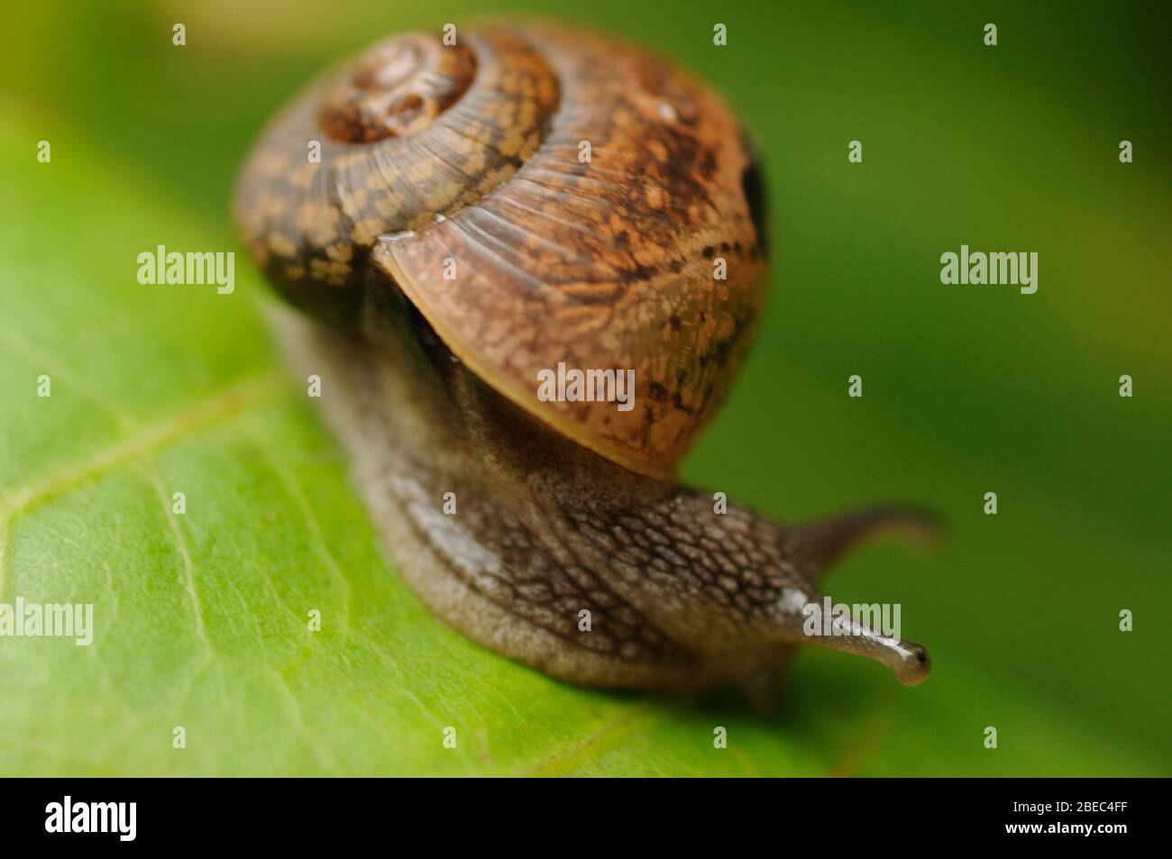 Wet Mucus Trail High Resolution Stock Photography and Images - Alamy