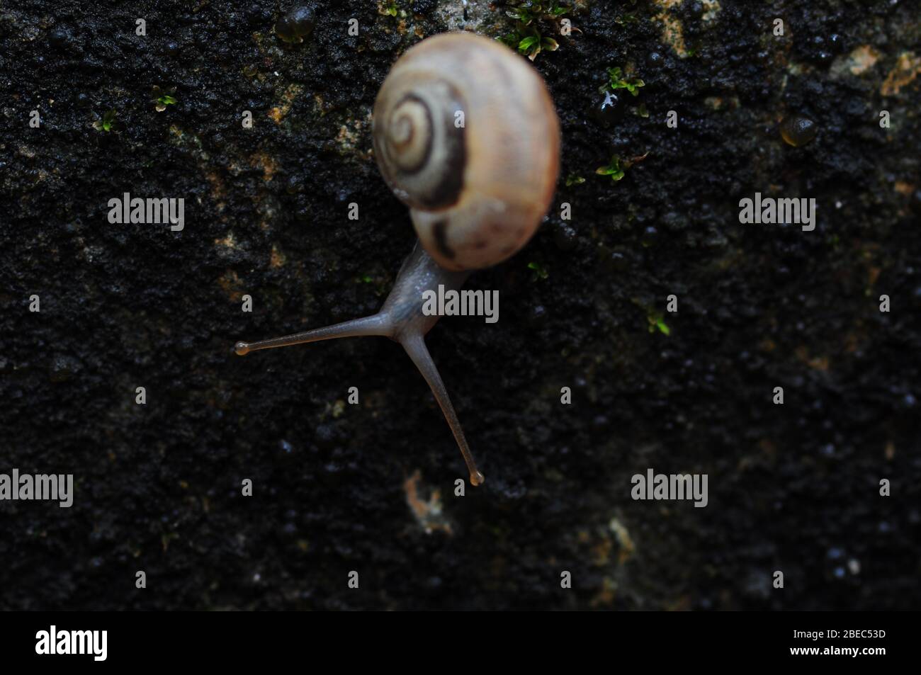 Snail shell on wall hi-res stock photography and images - Alamy