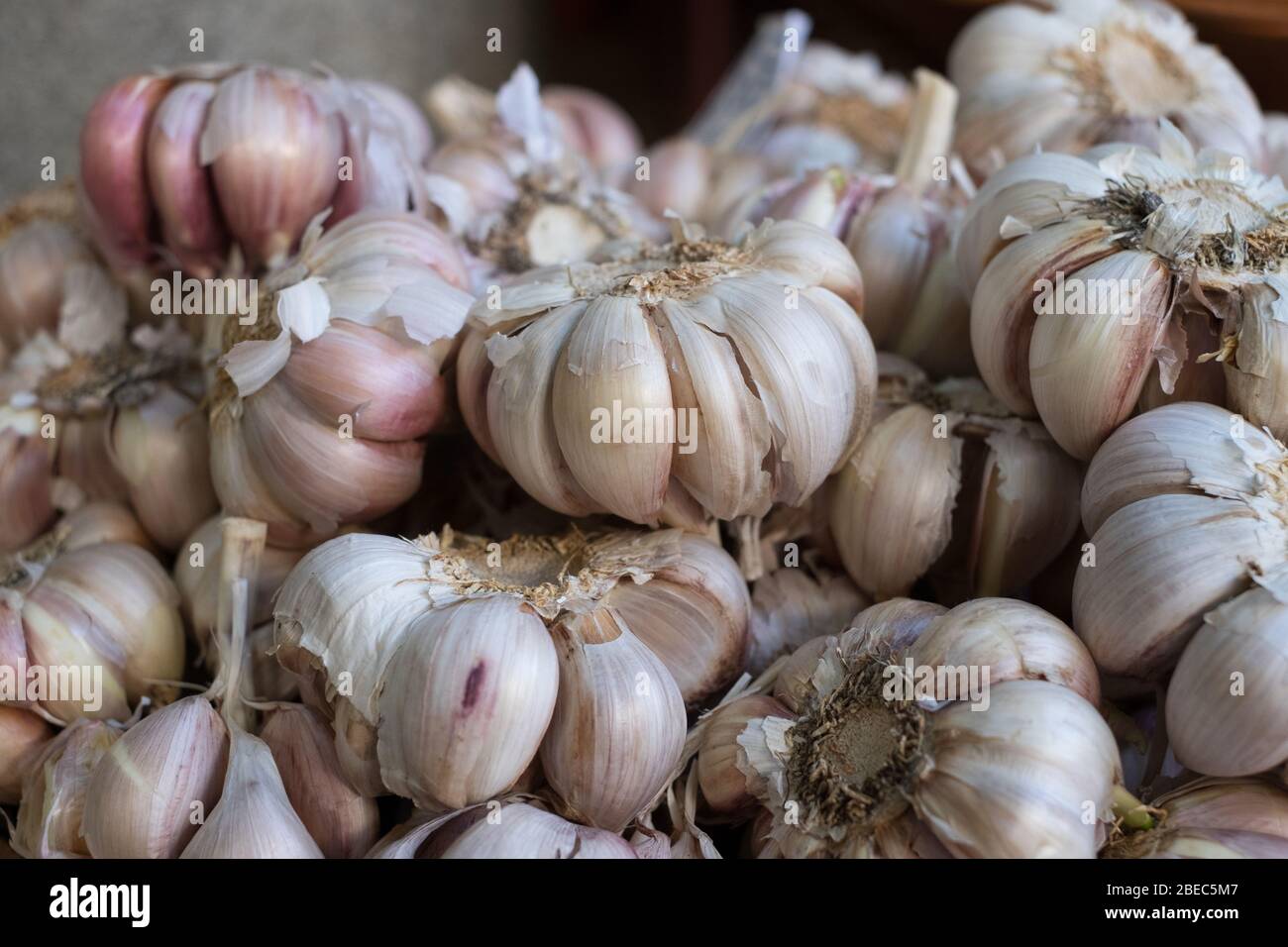 Fresh garlic on sale at the Funcal fresh fruit and flower Market ...