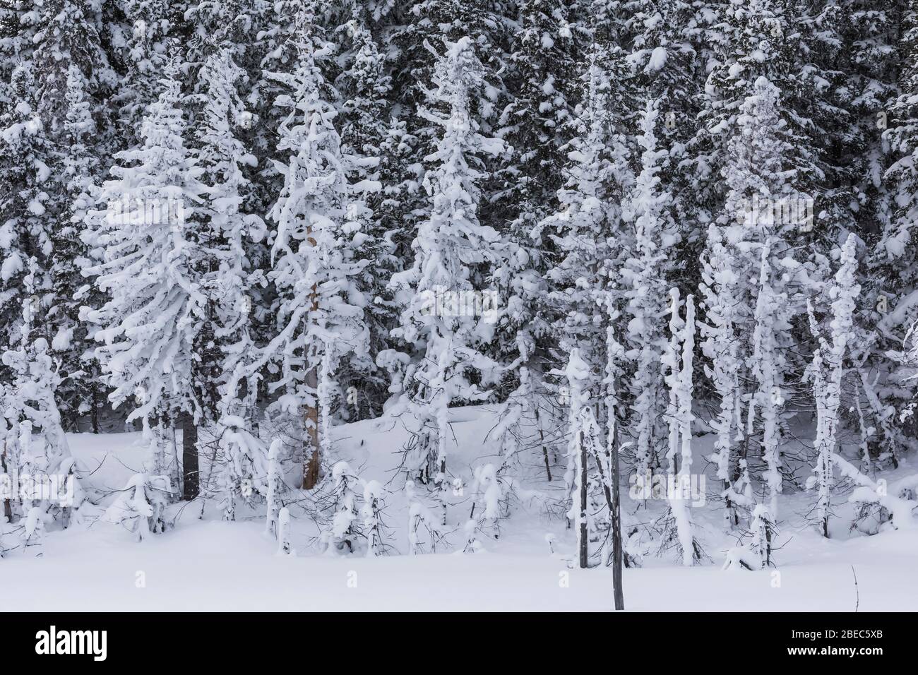 Boreal Coniferous Forest High Resolution Stock Photography and Images - Alamy