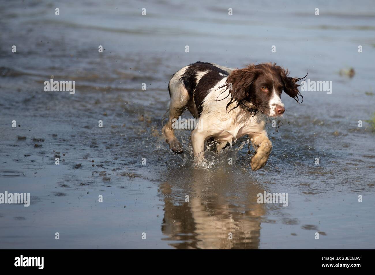 English Springer Spaniel, liver and white Stock Photo - Alamy