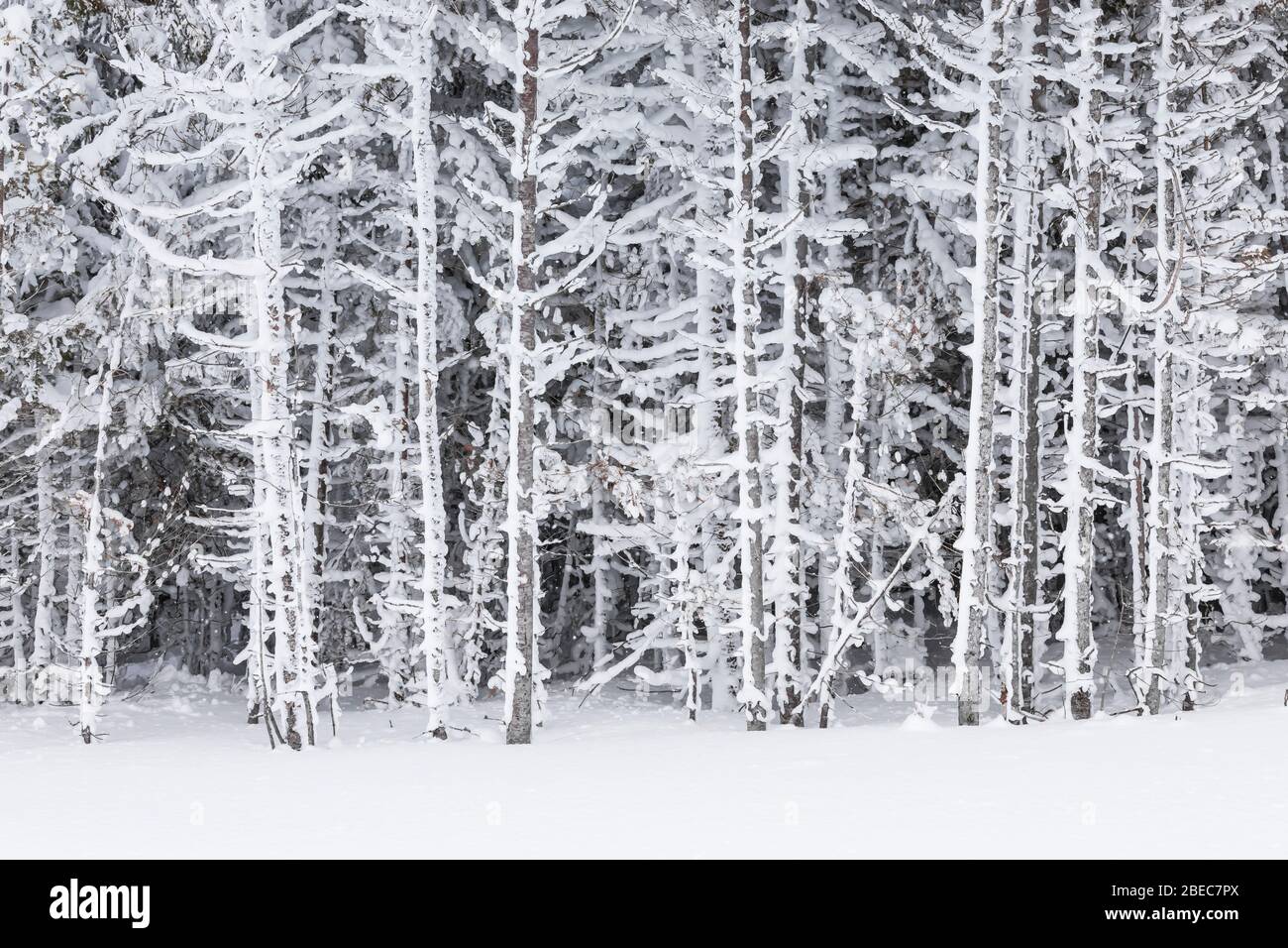 Snow-covered coniferous forest along the Burgeo Highway, Route 480, in ...