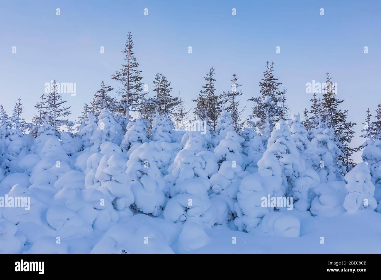 Ghostly forest of trees covered with rime ice along the Burgeo Highway ...