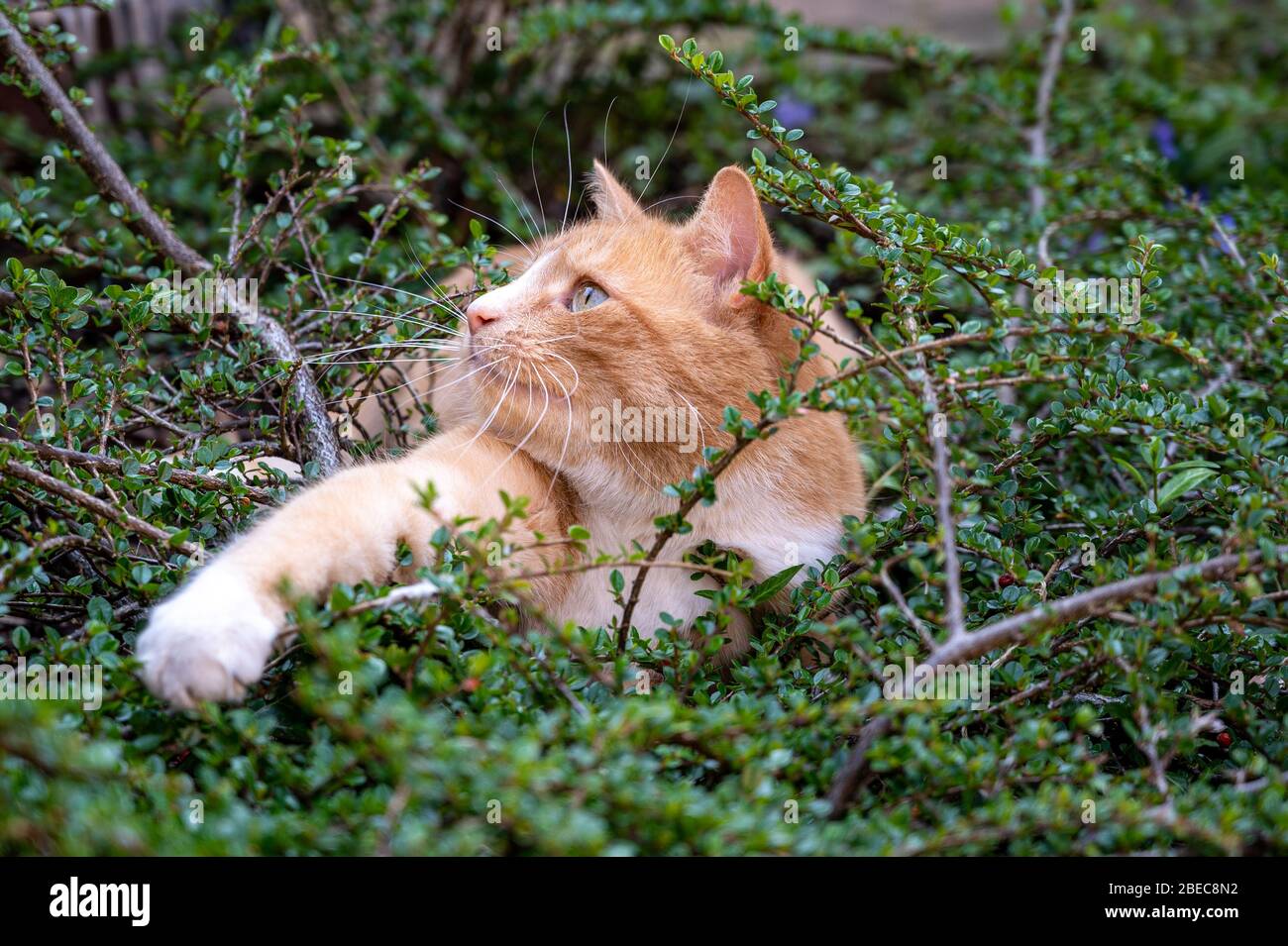 Predator in hiding. Domestic ginger hiding amongst shrubs waiting for ...