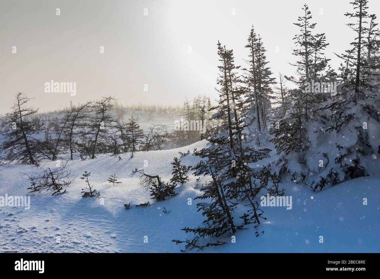 Snow-covered coniferous forest along the Burgeo Highway, Route 480, in ...