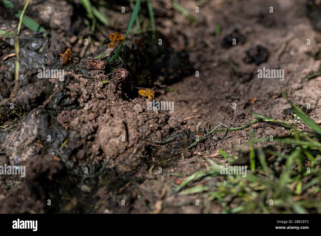 Yellow Dung Fly, Scathophaga stercoraria, on sheep poop Stock Photo - Alamy