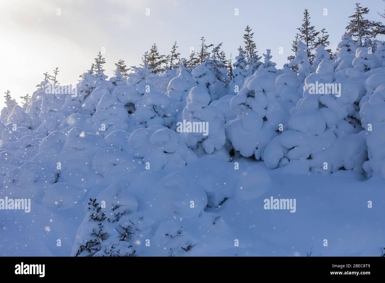 Ghostly forest of trees covered with rime ice along the Burgeo Highway ...