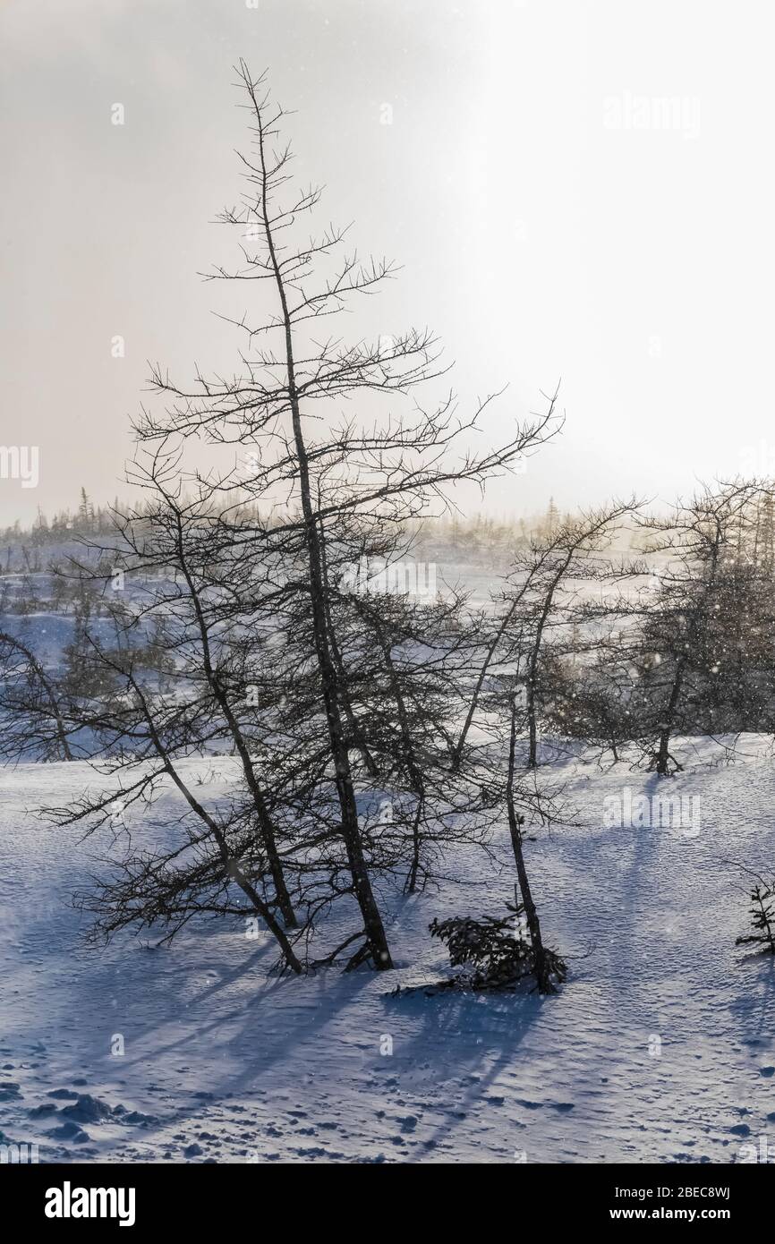 Snow-covered coniferous forest along the Burgeo Highway, Route 480, in ...