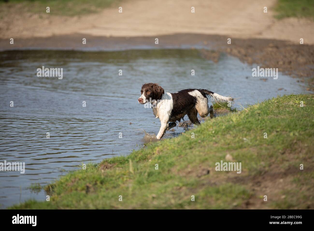 English Springer Spaniel, liver and white Stock Photo - Alamy