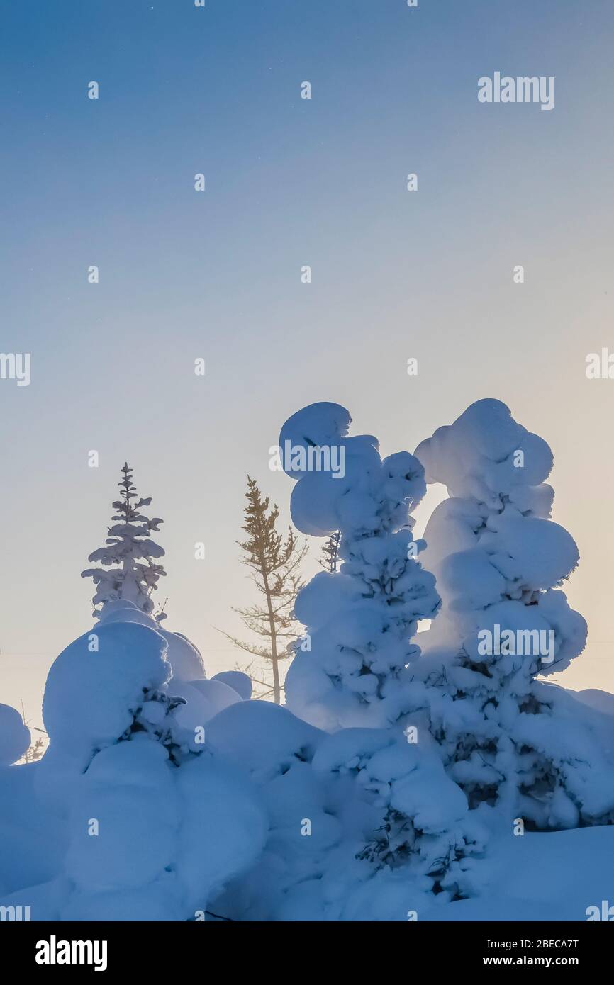 Ghostly forest of trees covered with rime ice along the Burgeo Highway ...