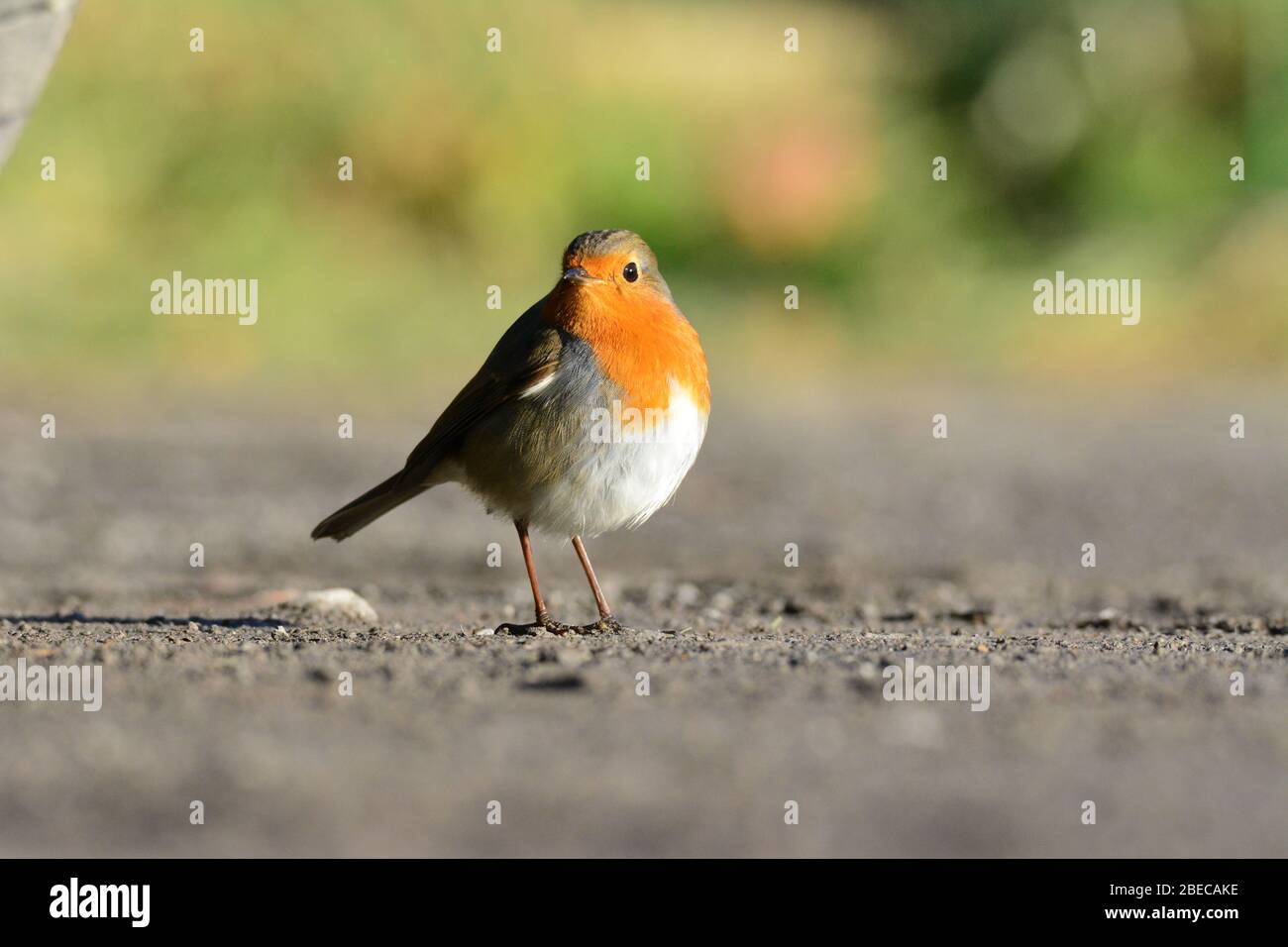 Robin sharp hi-res stock photography and images - Alamy