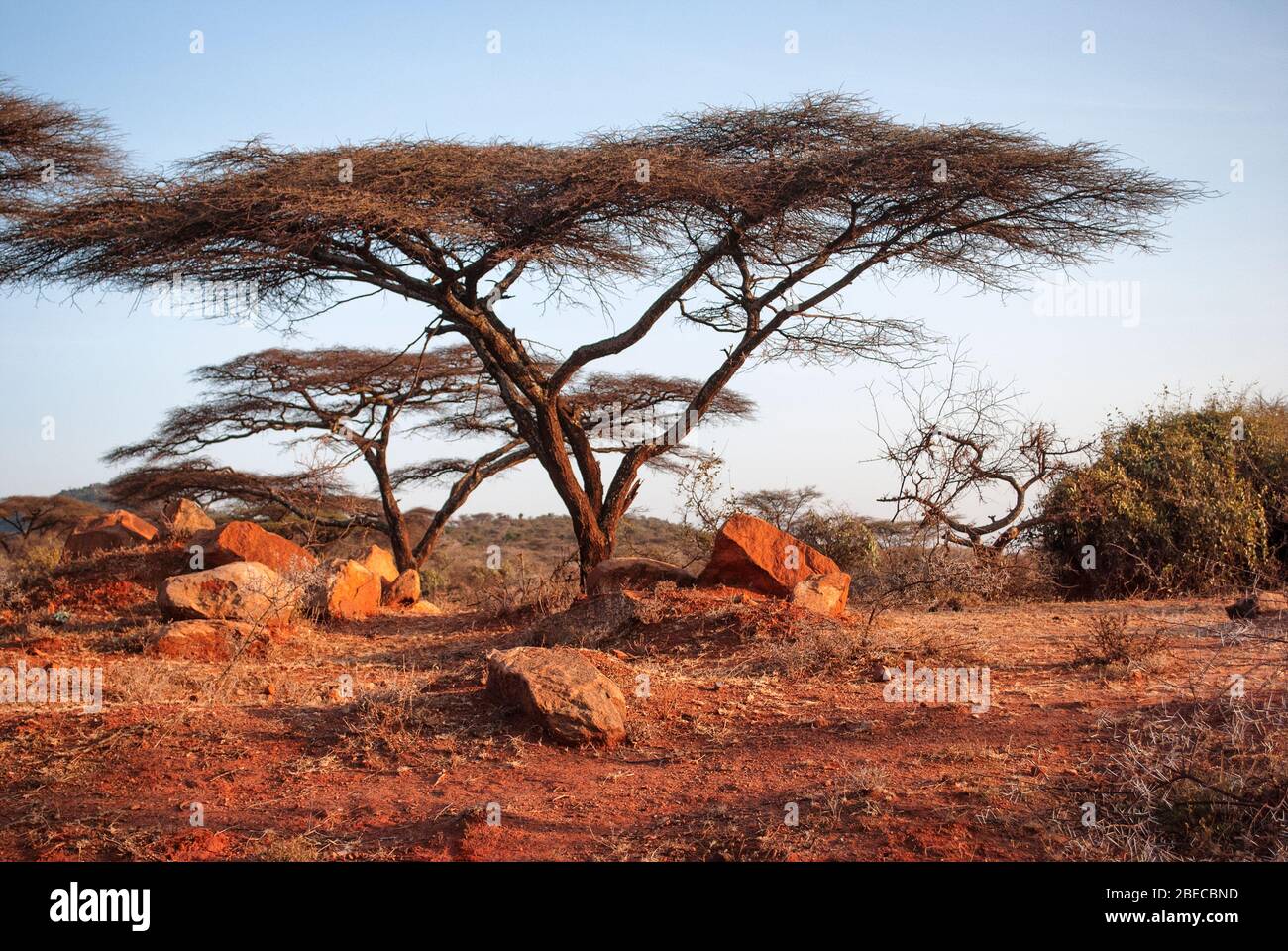 Typical Ethiopian landscape with acacia trees Stock Photo - Alamy