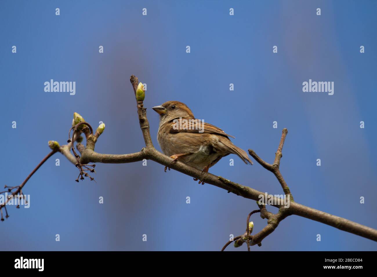 Tree sparrow british isles hi-res stock photography and images - Alamy