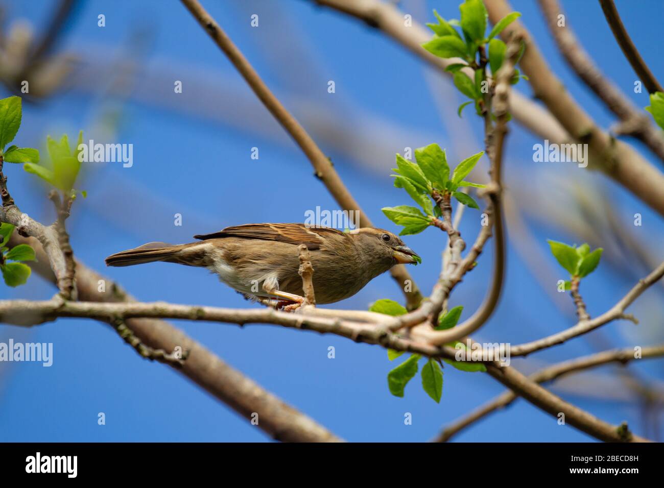 House Sparrow Passer domesticus. Single adult female feeding on newly ...