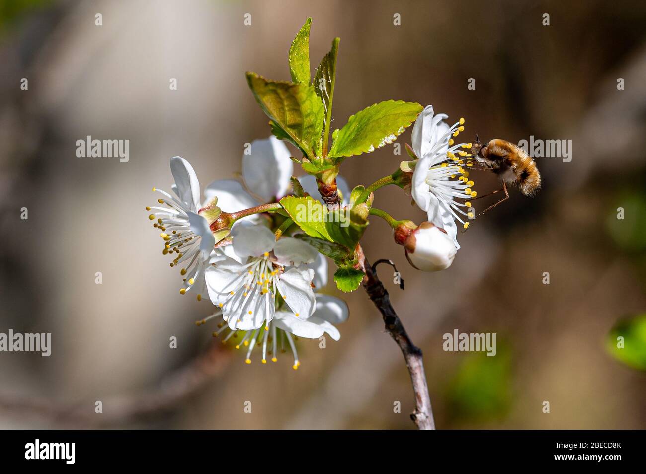 Dark-edged bee-fly, Bombylius major, feeding on cherry blossom. The bee ...