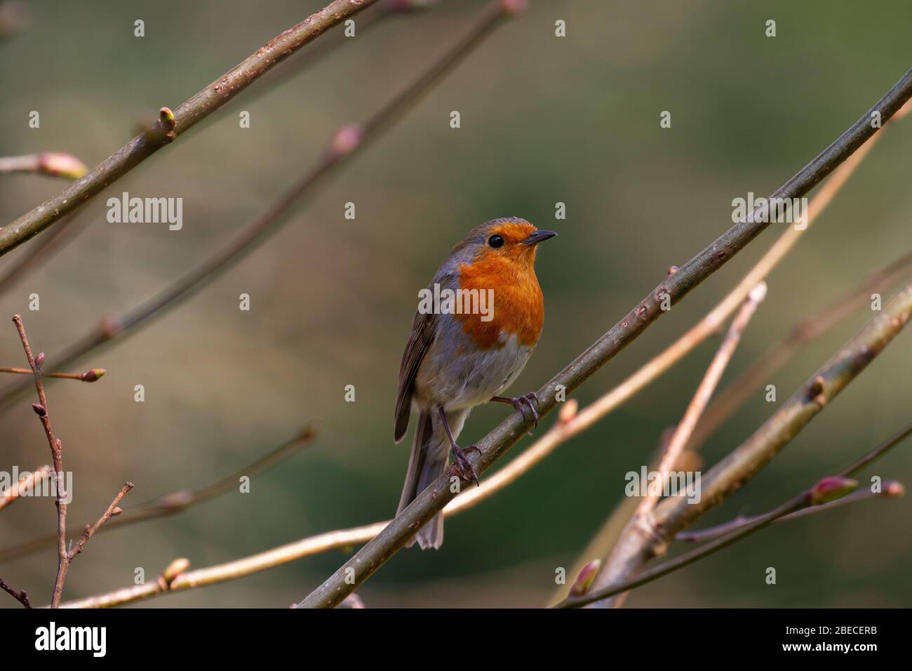 Spring british bird hi-res stock photography and images - Alamy
