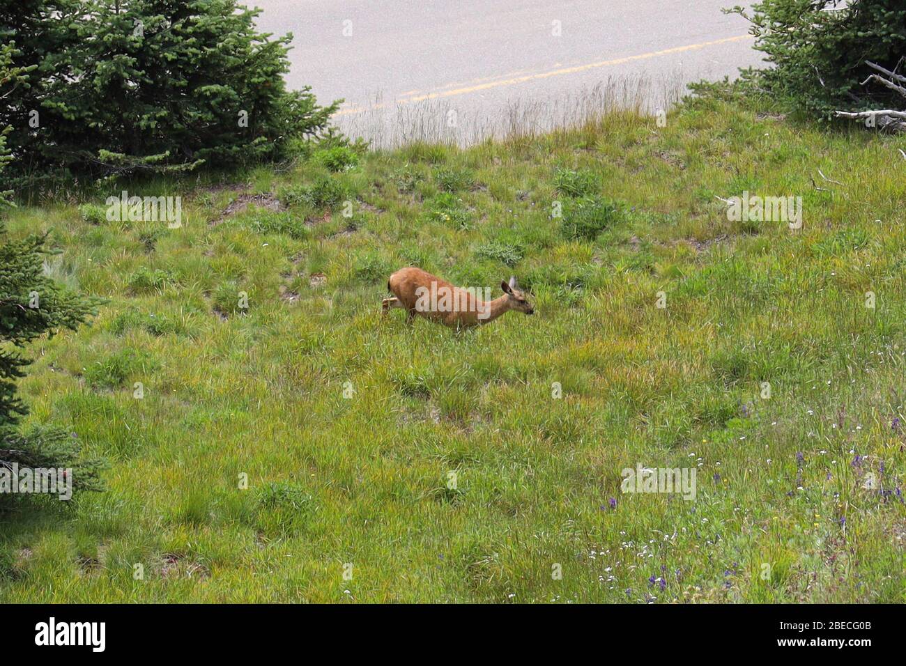 Hurricane ridge wildlife hi-res stock photography and images - Alamy