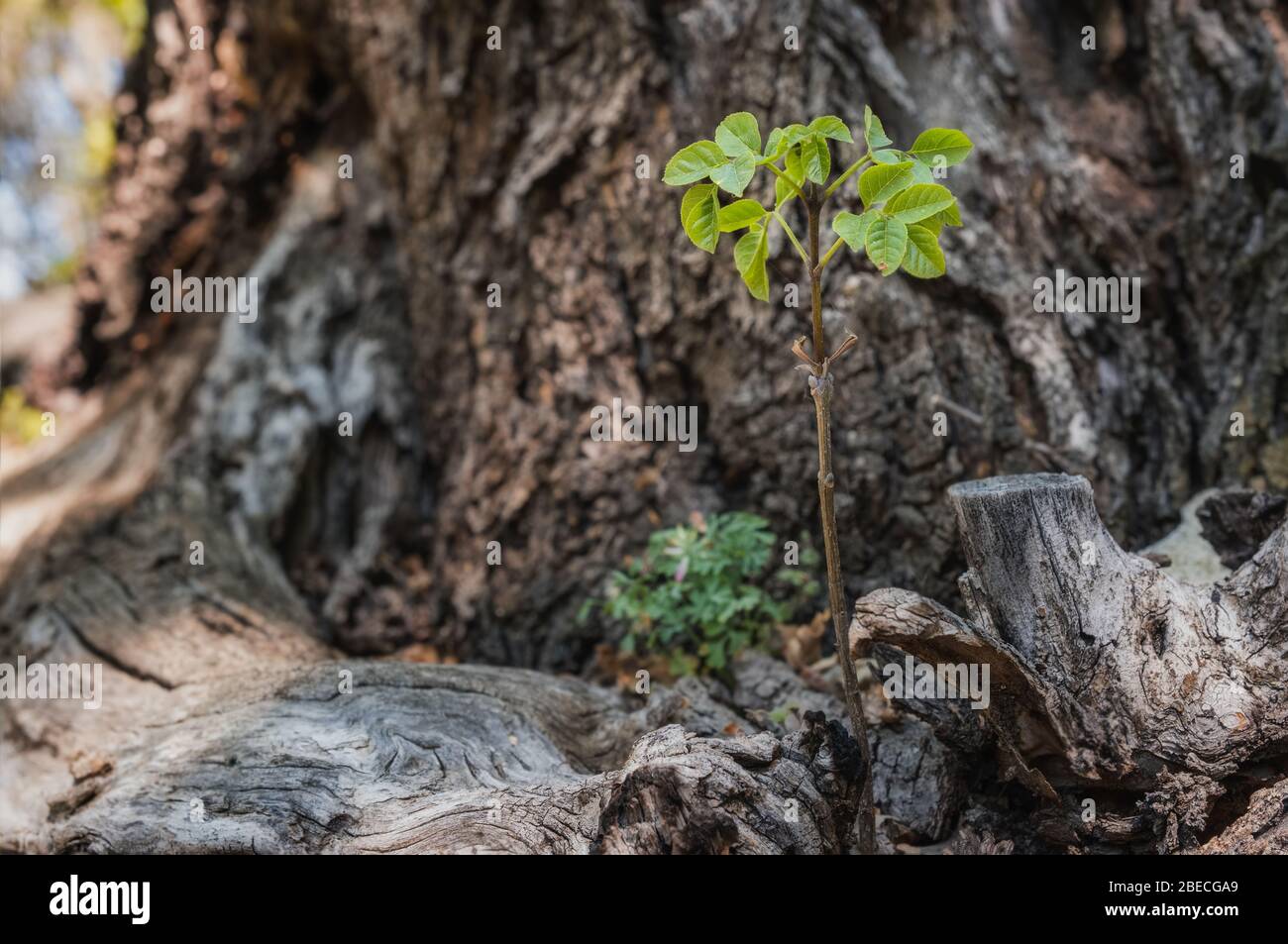 Green shoots of a new tree growing out of an old bunt out tree stump ...