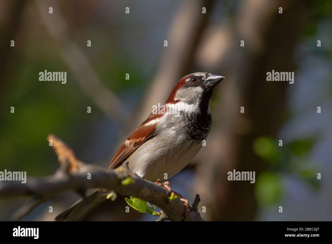 House Sparrow Passer domesticus. Single adult male in tree. Spring ...