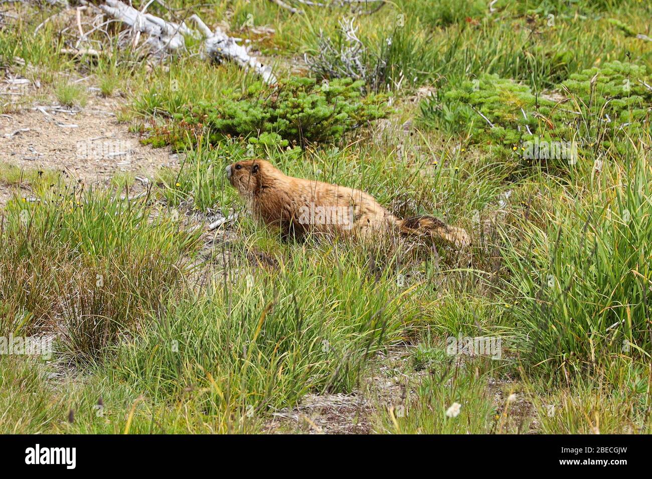 Marmots are relatively large ground squirrels in the genus Marmota Stock Photo - Alamy